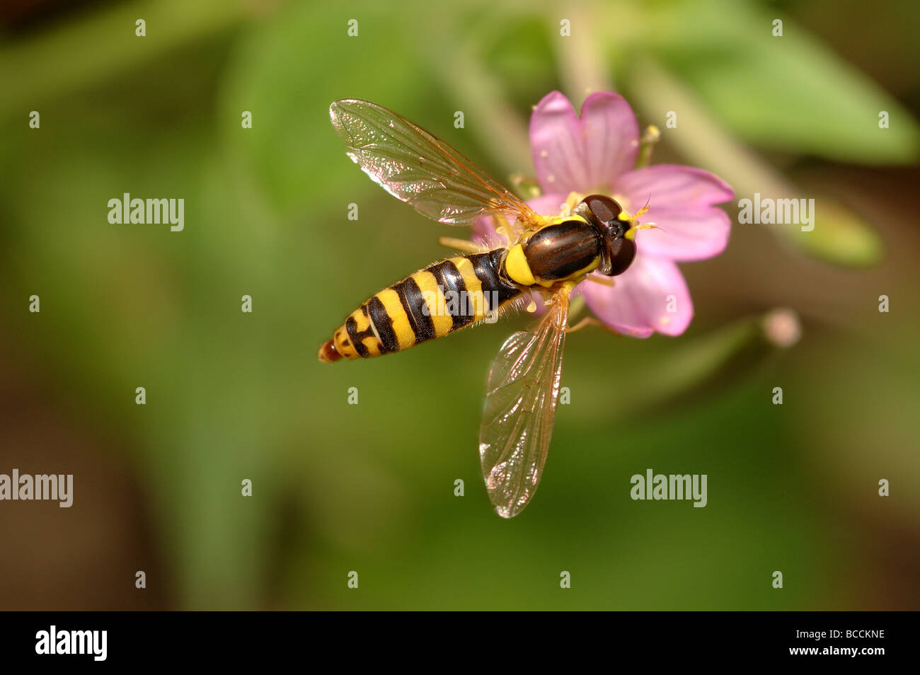 A female hoverfly Sphaerophoria scripta Syrphidae on a willowherb ...