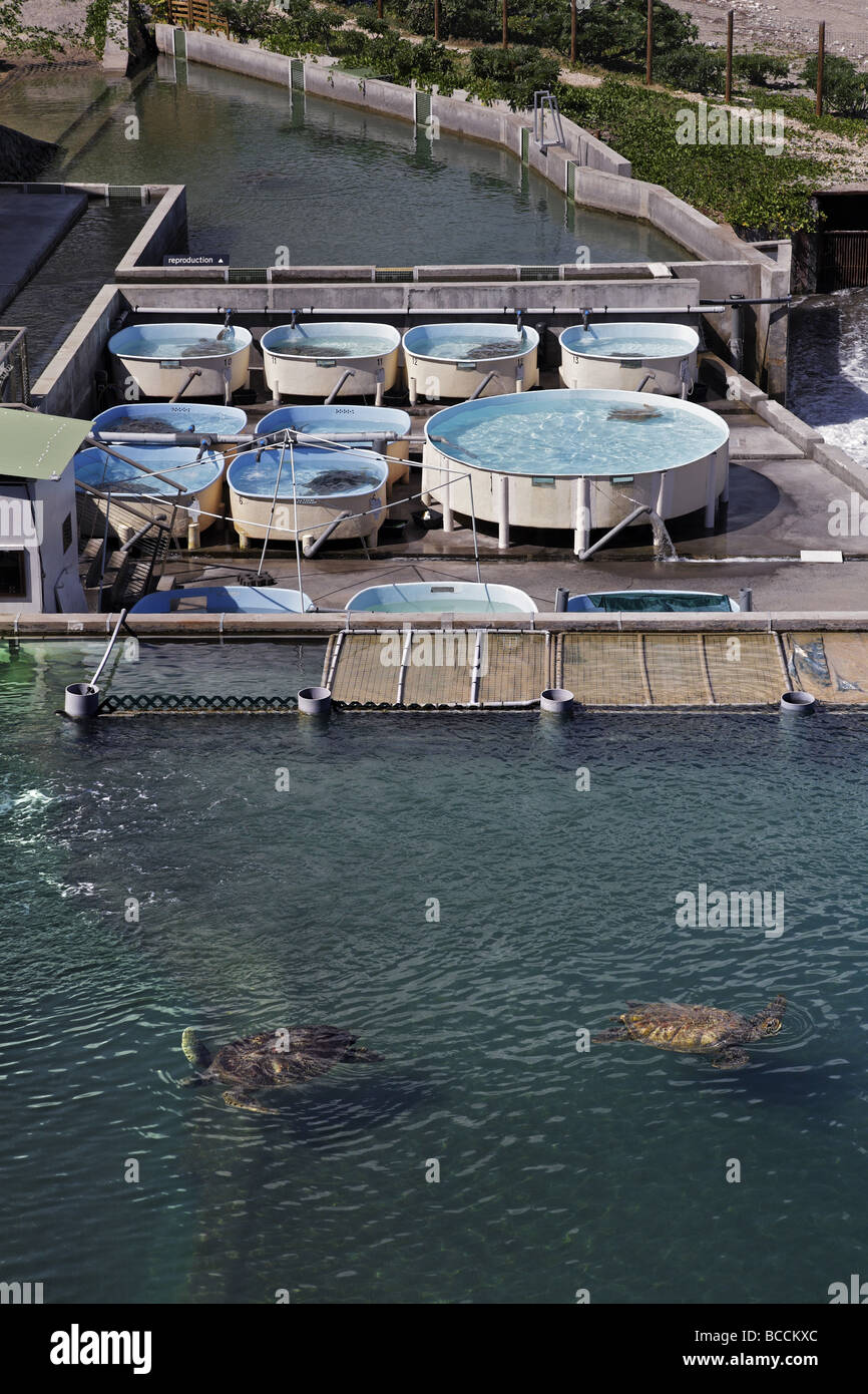 kelonia sea turtle farm Stock Photo - Alamy
