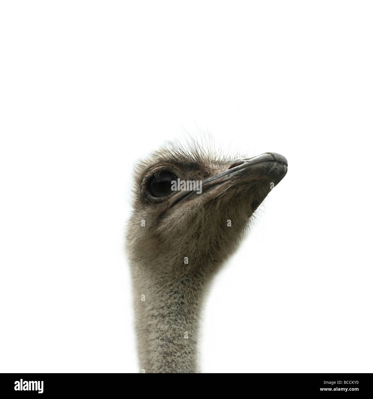 Ostrich head hi-res stock photography and images - Alamy