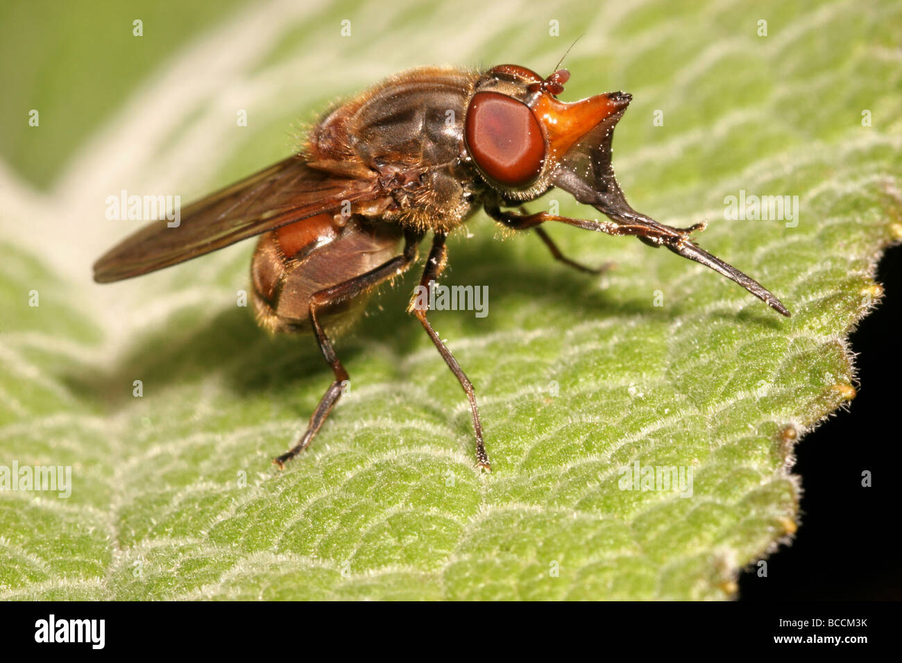 Black rimmed snout hover fly Rhingia campestris Syrphidae grooming its ...