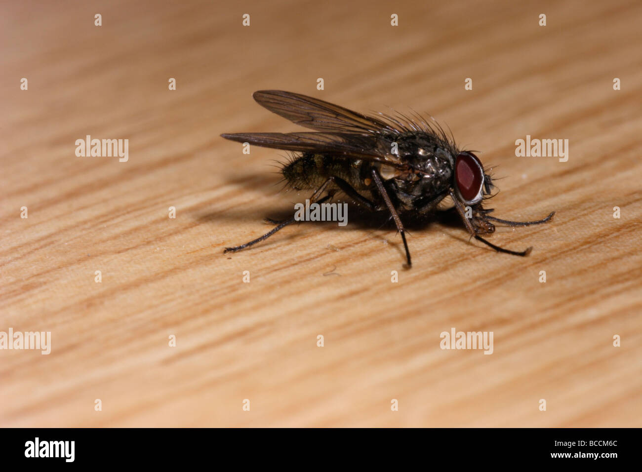 Common house fly Musca domestica Muscidae UK Stock Photo - Alamy