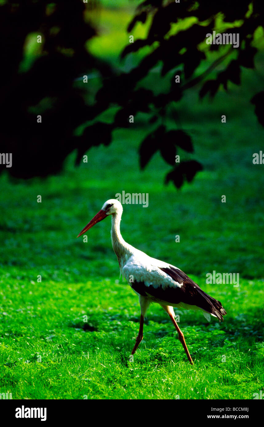 France, Haut Rhin, Alsace Wine Road, Riquewihr, stork Stock Photo - Alamy