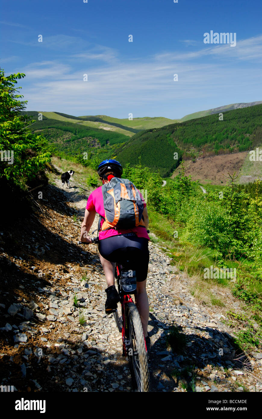 Dyfi forest wales hi-res stock photography and images - Alamy