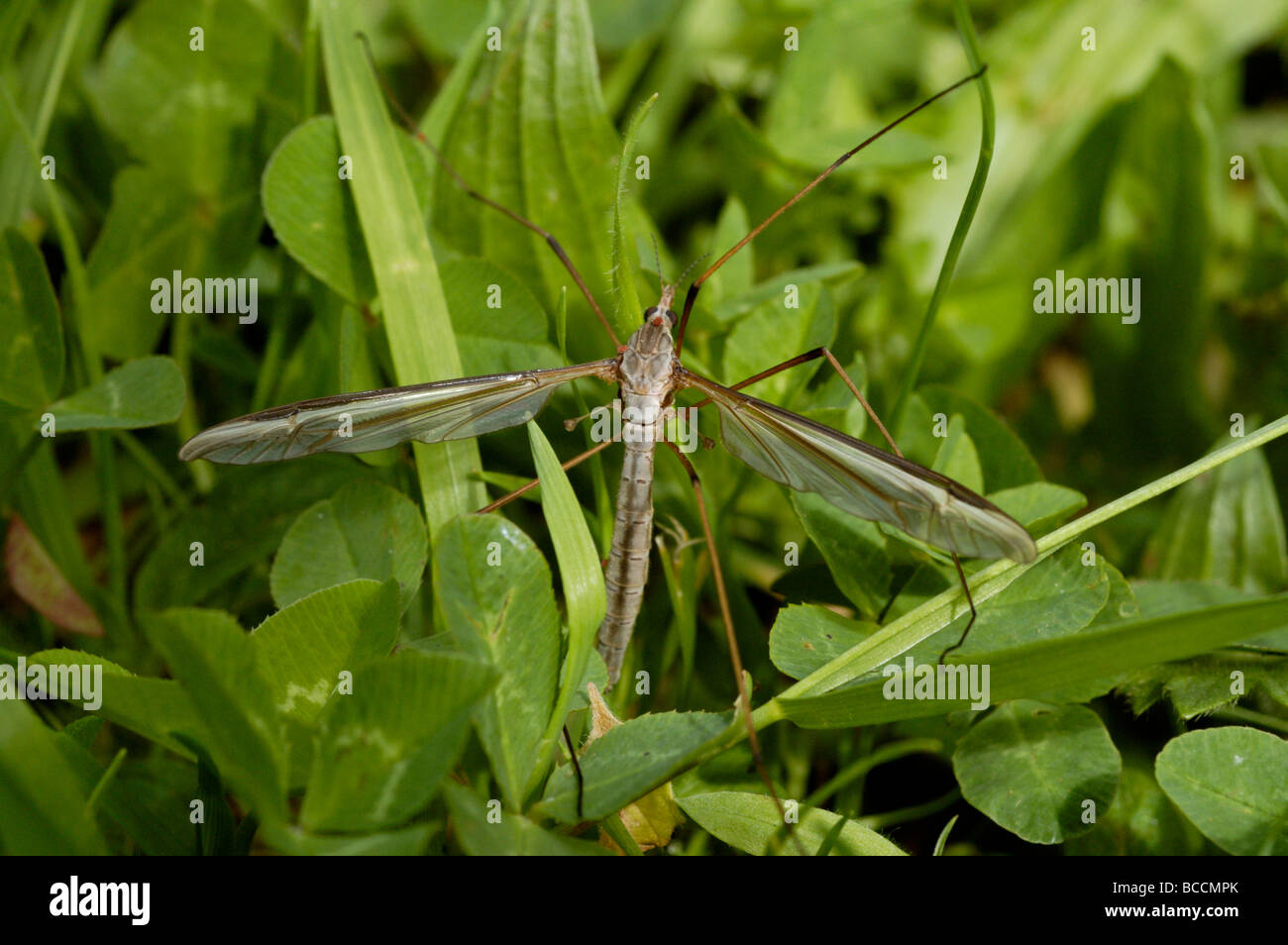 Insect diptera halteres hi-res stock photography and images - Alamy