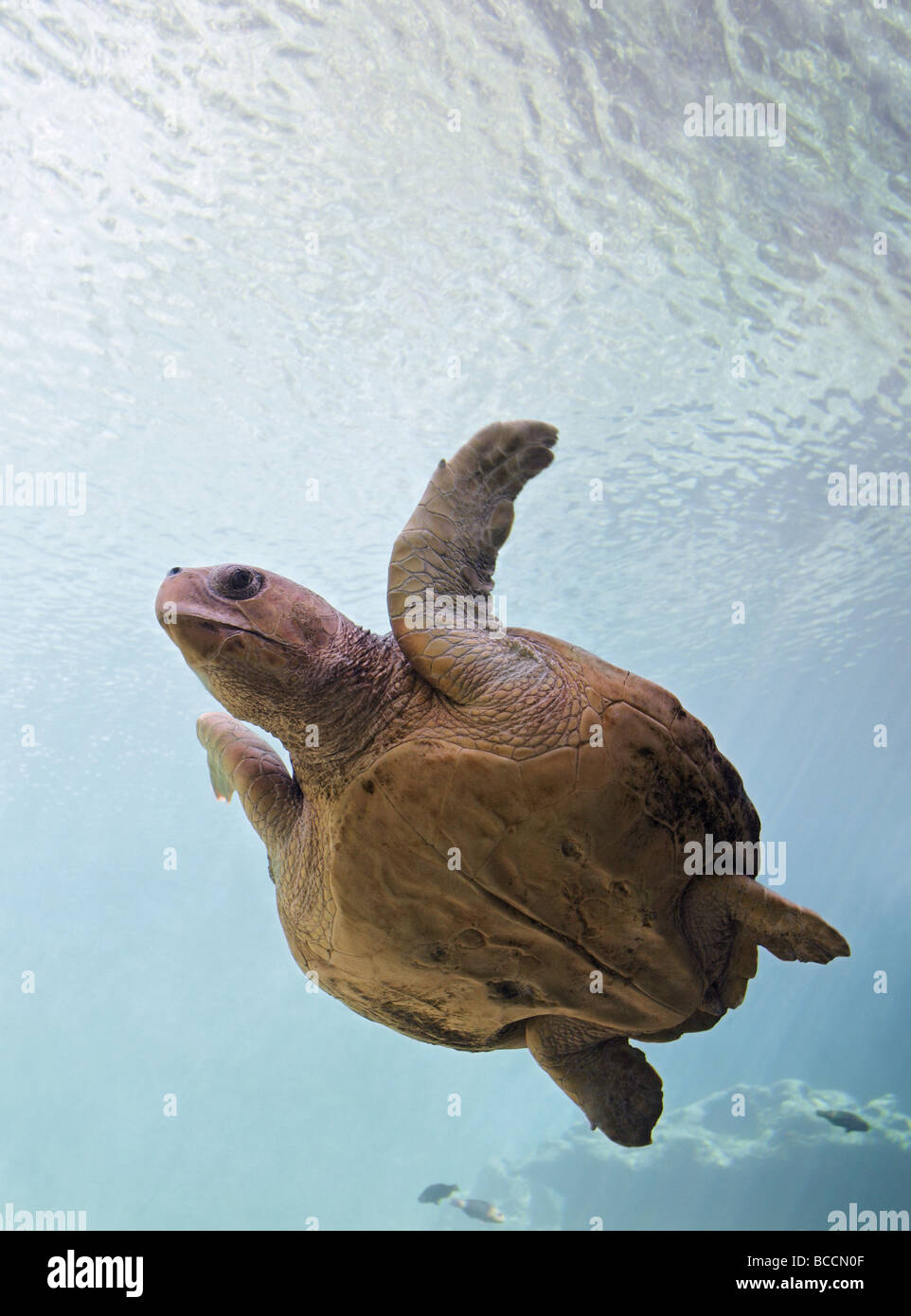 Underneath turtle hi-res stock photography and images - Alamy