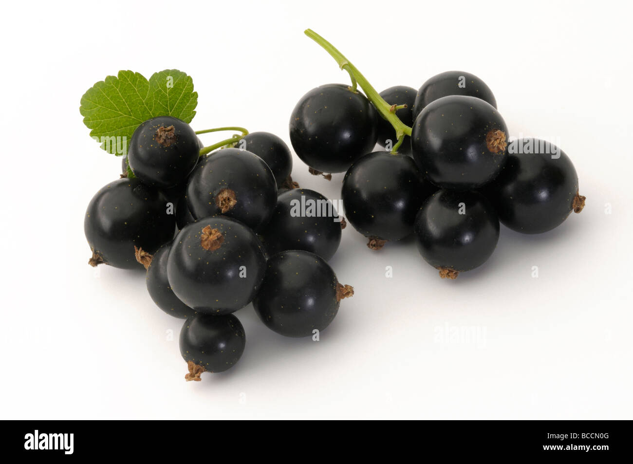 Black Currant (Ribes nigrum), ripe fruit, studio picture Stock Photo ...