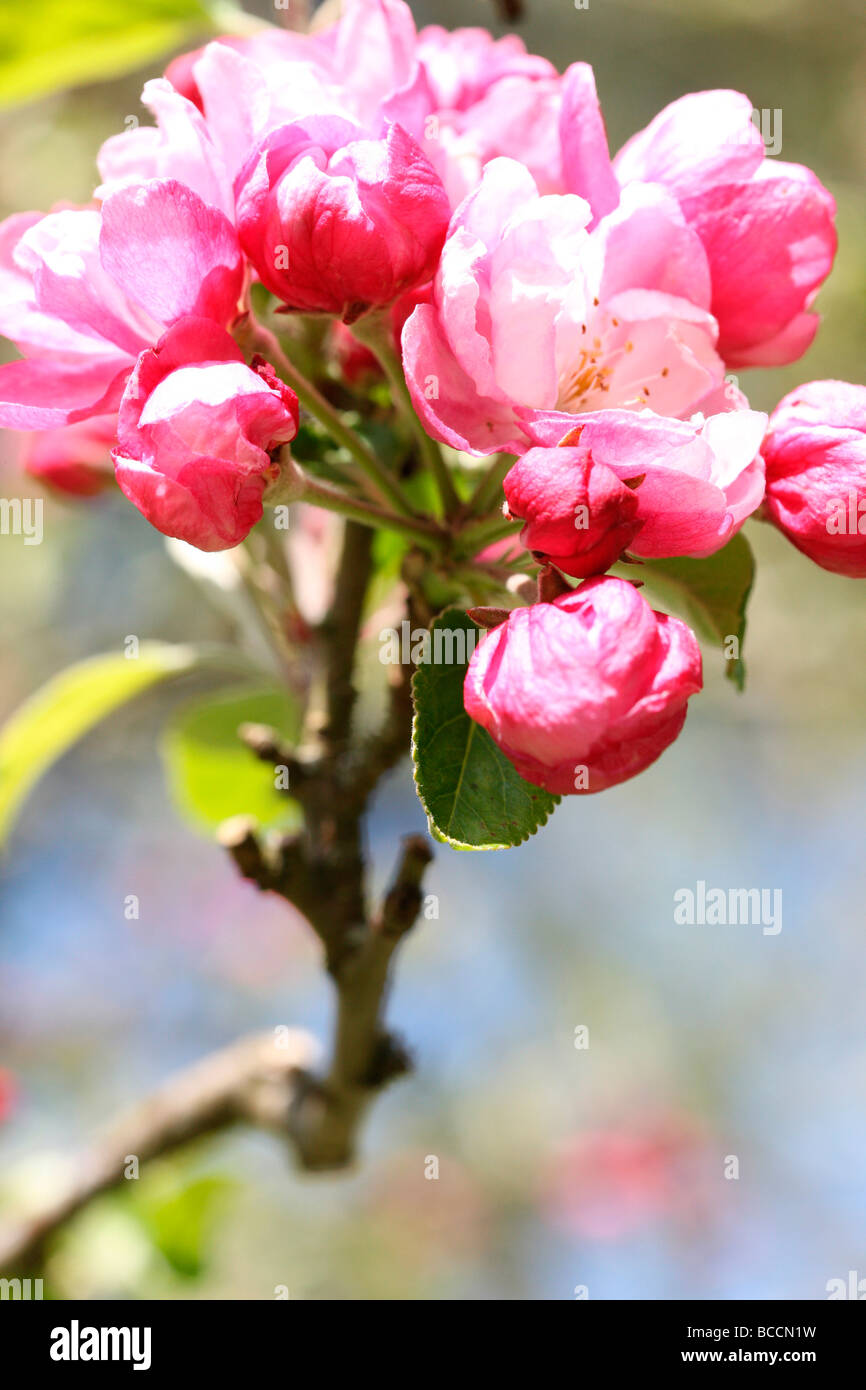 crabapple in full blossom fine art photography Jane Ann Butler ...