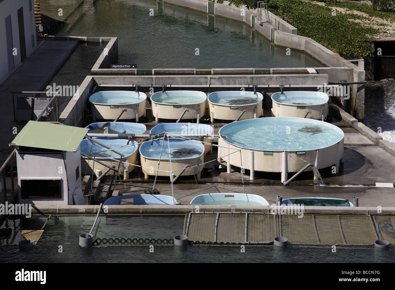 Turtle breeding hi-res stock photography and images - Alamy