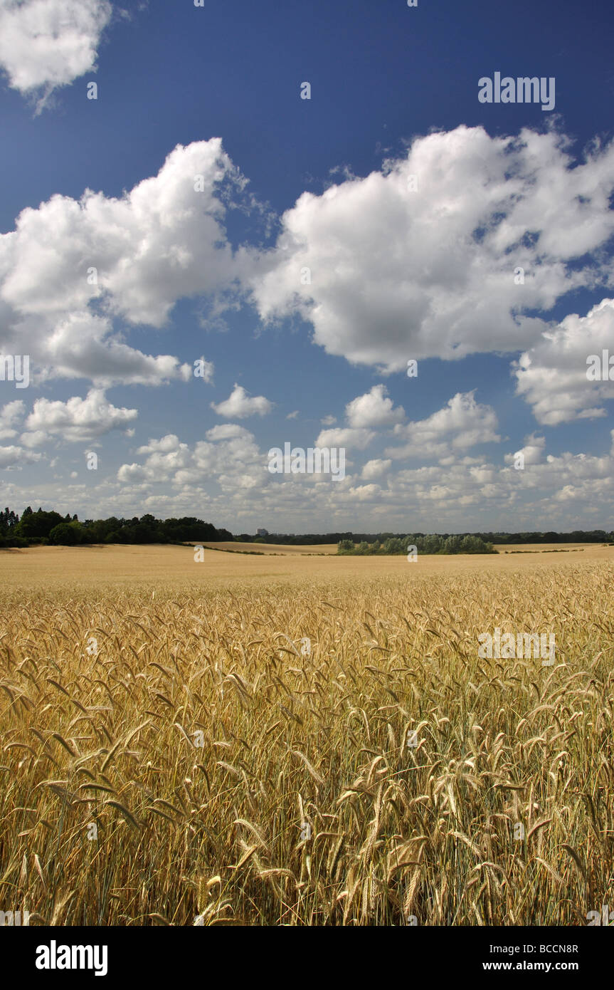Surrey field hi-res stock photography and images - Alamy