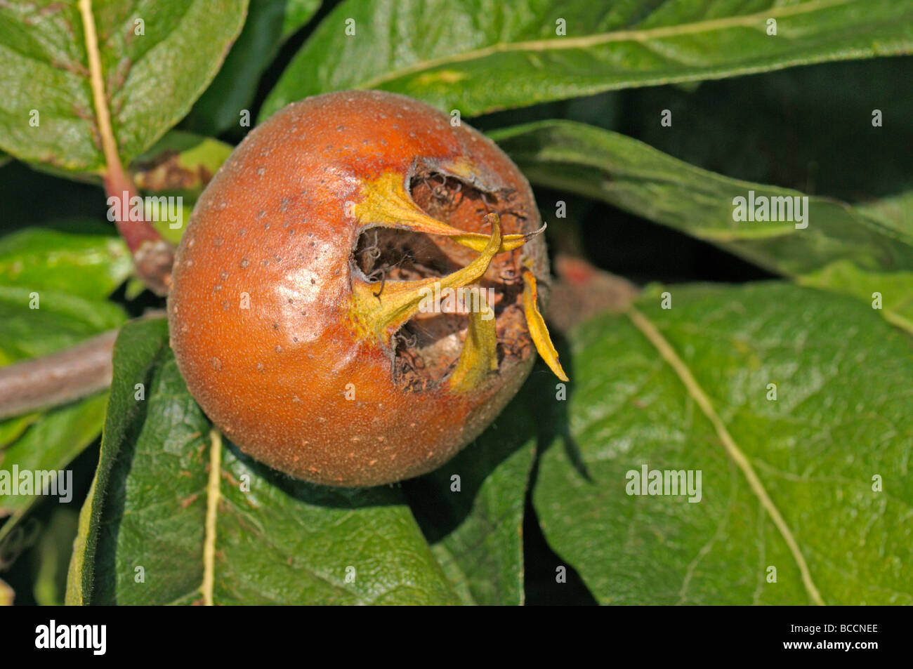 Medlar fruit tree hi-res stock photography and images - Alamy