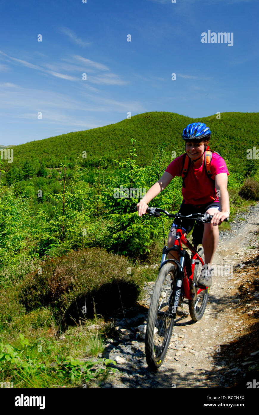 Cyclist Dyfi Forest Powys Mid Wales UK Stock Photo - Alamy