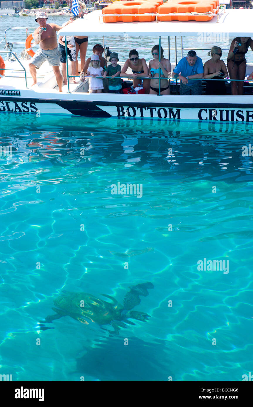 people on tourist boat watching loggerhead turtle (caretta caretta ...