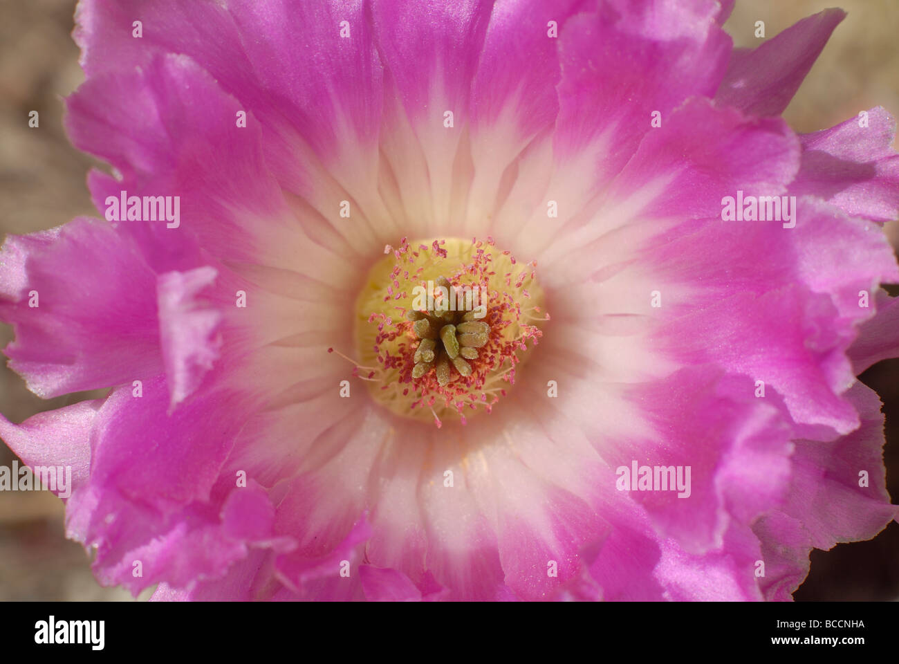 Flower Flower High Resolution Stock Photography and Images - Alamy