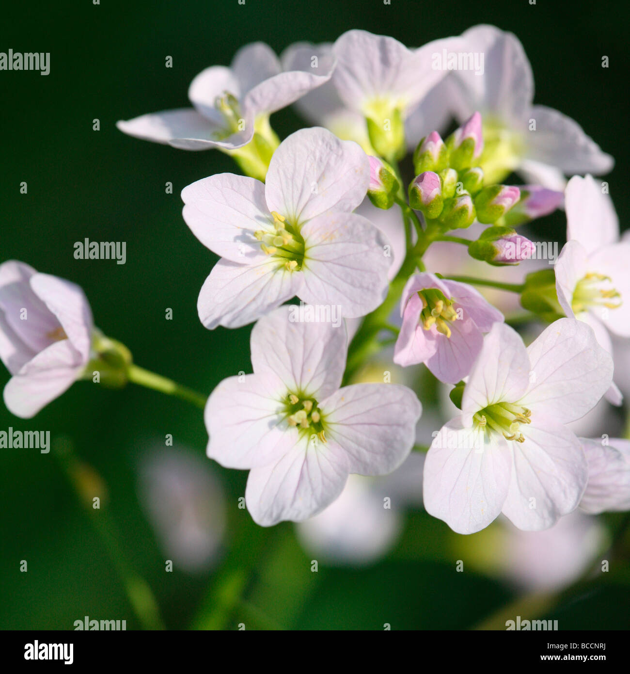 a taste of spring wood anemones fine art photography Jane Ann Butler ...