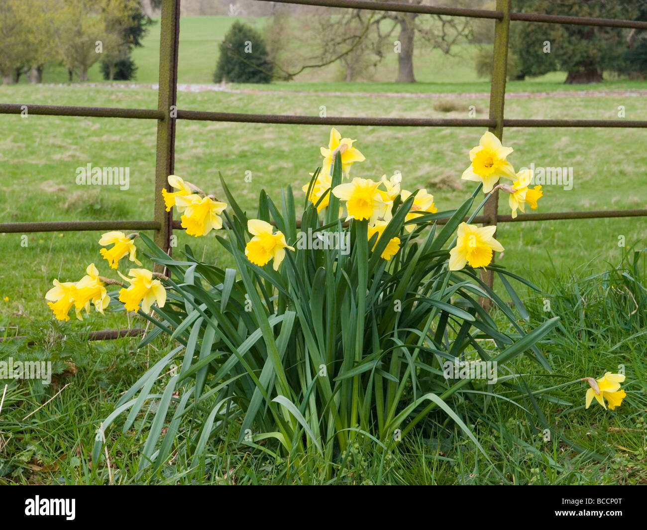 A bunch of seasonal spring daffodils, next to a metal fence in rural ...