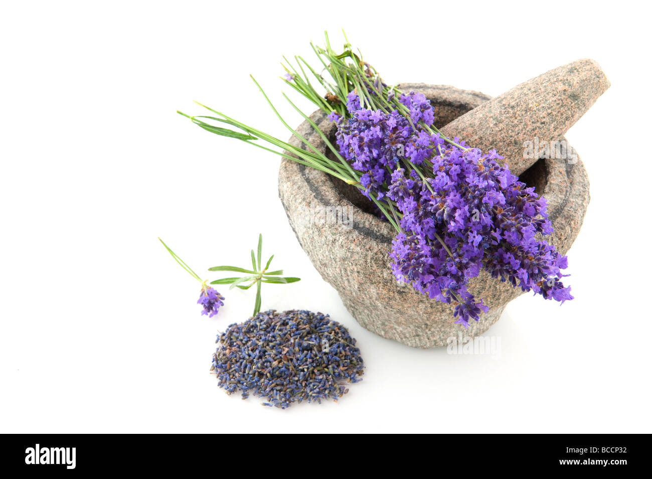 Dried and fresh lavender with mortar isolated on a white background Stock Photo - Alamy