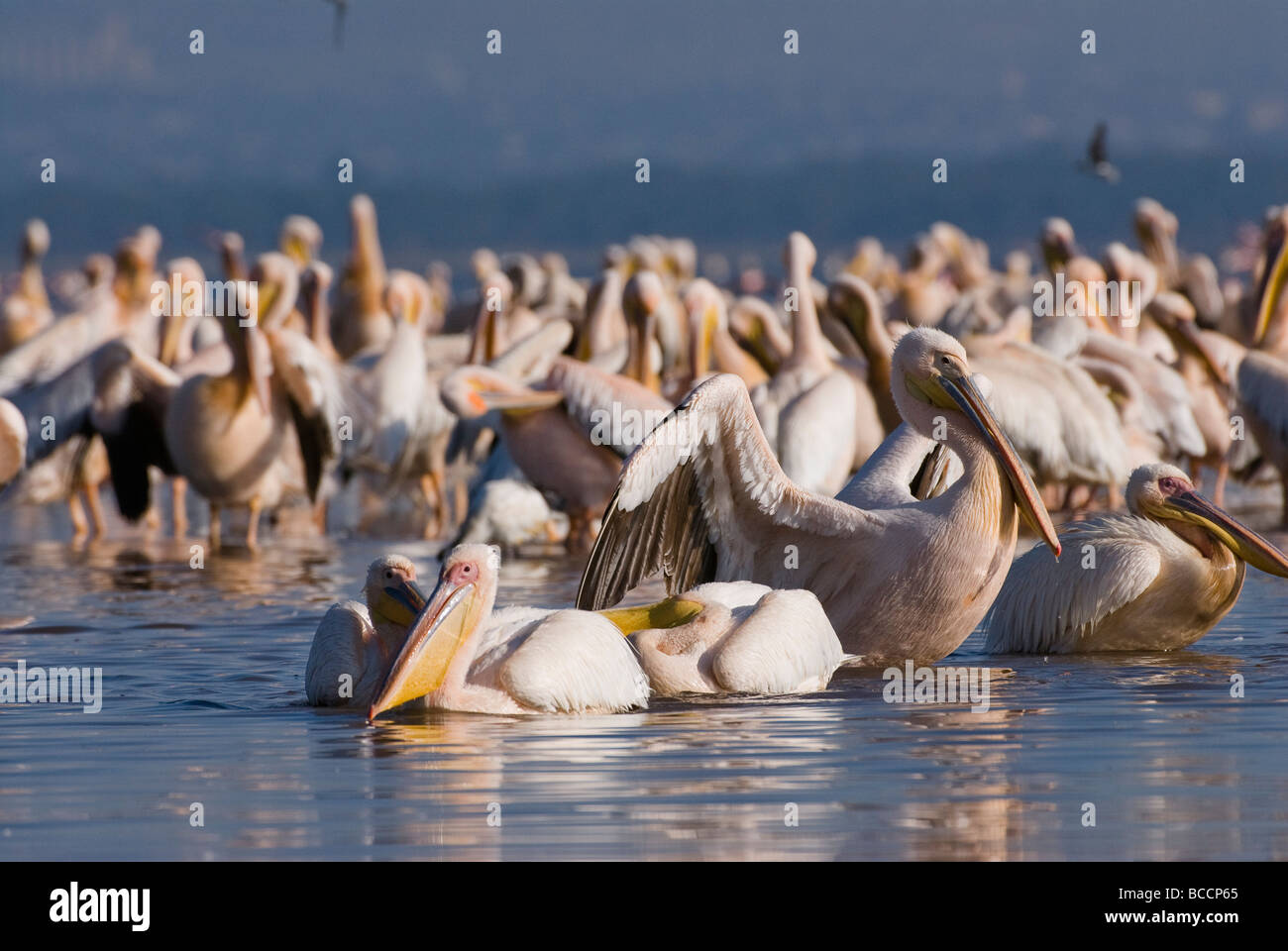 great white Pelican PELECANUS ONOCROTALUS NAKURU NATIONAL PARK KENYA ...
