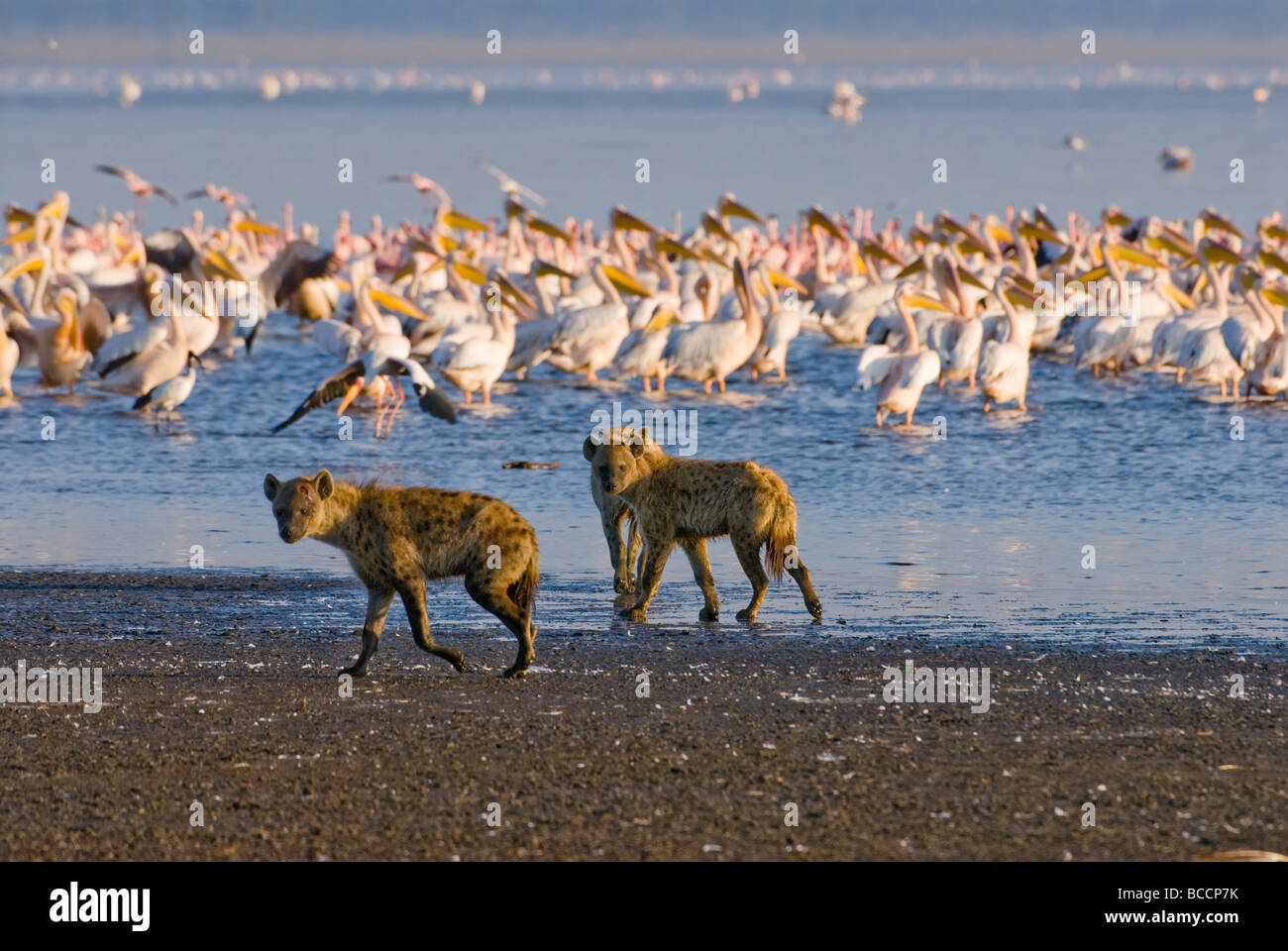 Spotted Hyenas hunting flamingos Crocuta crocuta NAKURU NATIONAL PARK ...