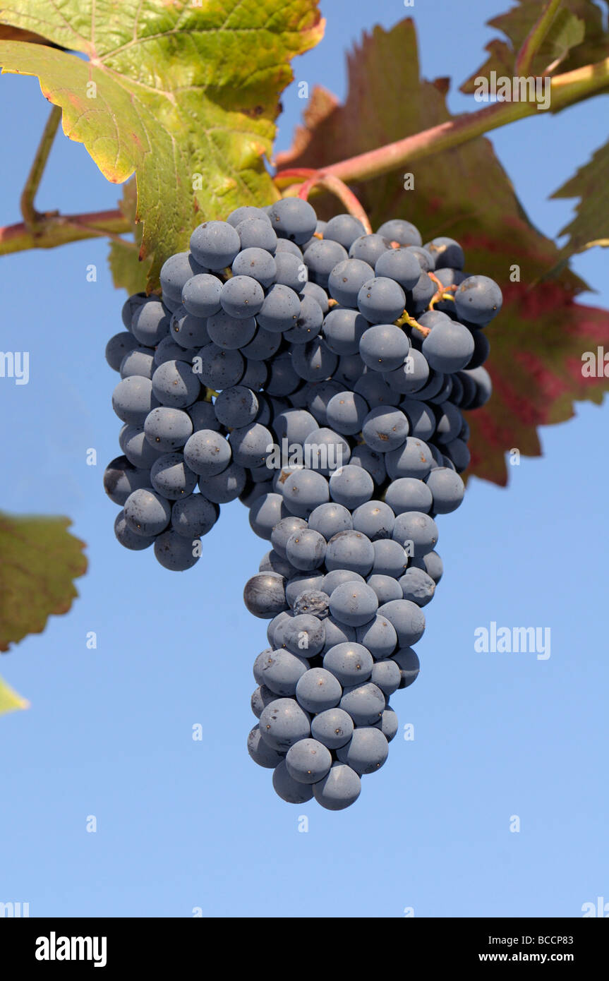 Vitis vinifera muscat blue hi-res stock photography and images - Alamy