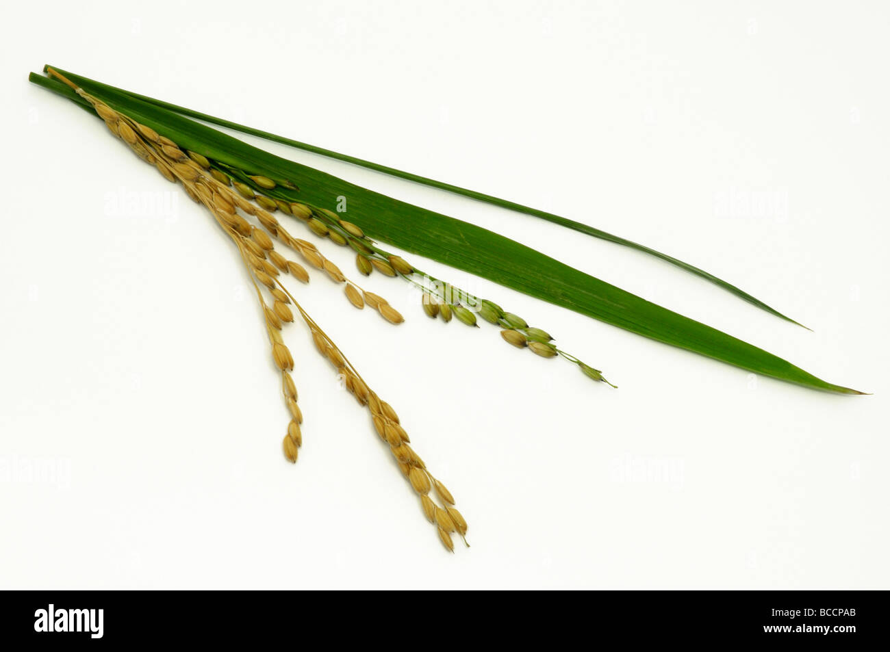 Rice Plant High Resolution Stock Photography and Images - Alamy
