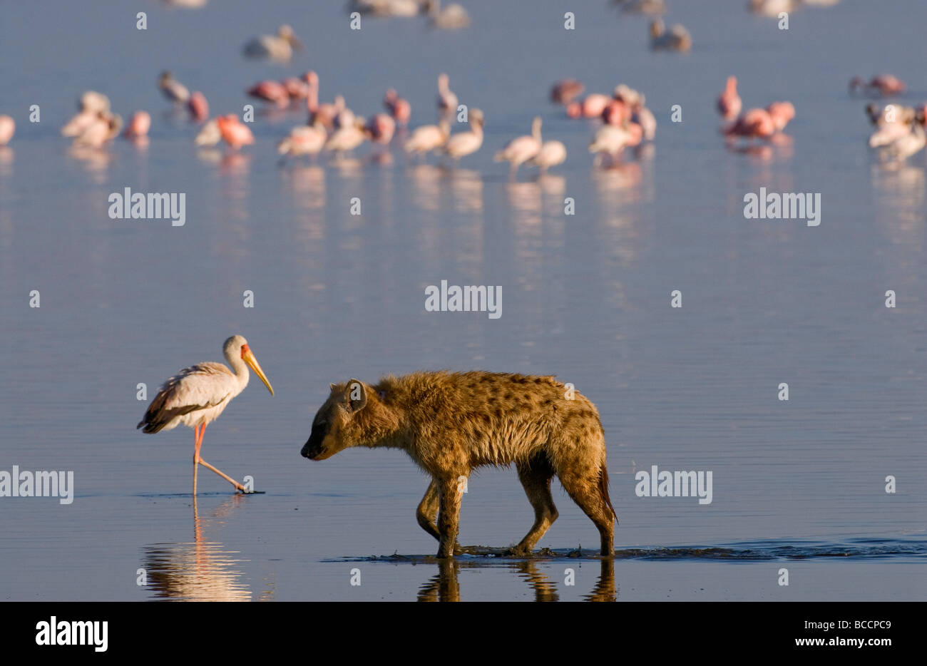 Spotted Hyenas hunting flamingos Crocuta crocuta NAKURU NATIONAL PARK ...