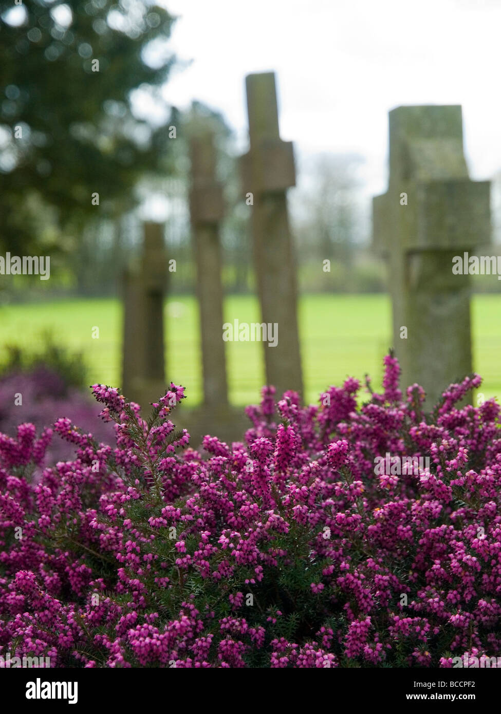 Pretty Pink heather surrounding headstones in a graveyard, England UK ...