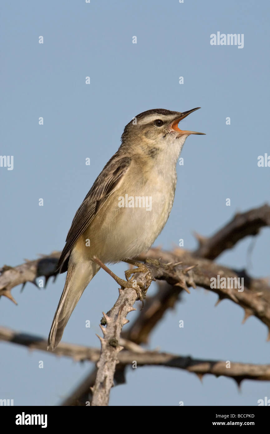 An adult Sedge Warbler singing and displaying Stock Photo - Alamy