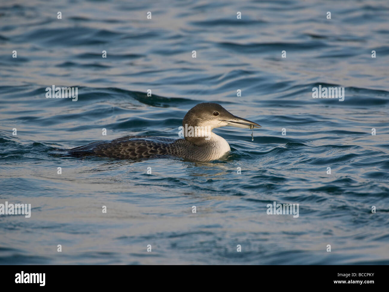 Juvenile winter Great Northern Diver also called Great Northern Loon ...