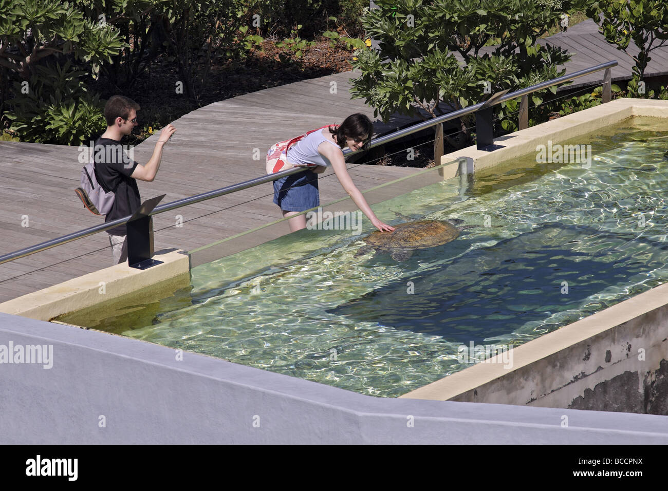 woman touching a green sea turtle in pool Stock Photo - Alamy