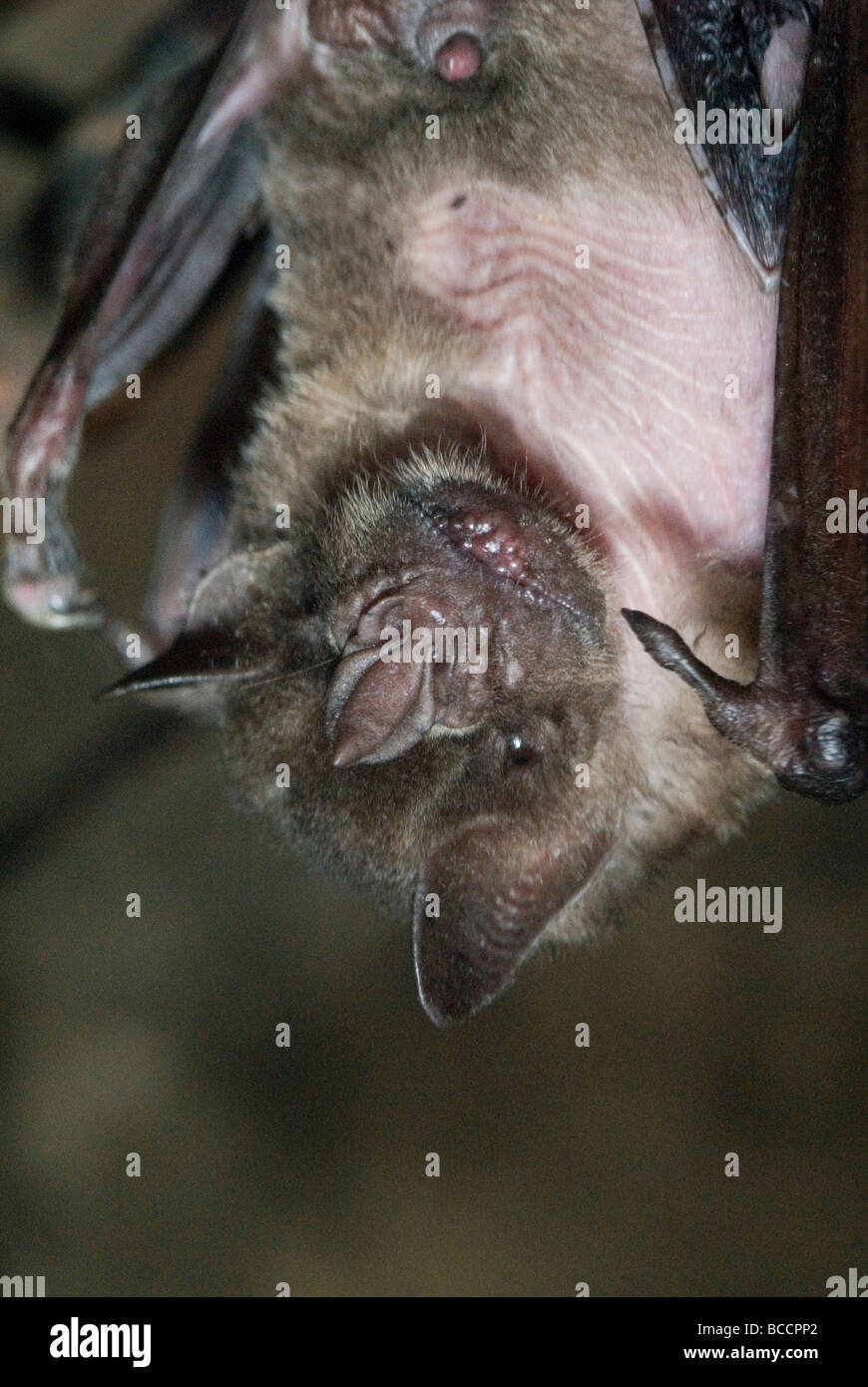 Artibeus jamaicensis hi-res stock photography and images - Alamy