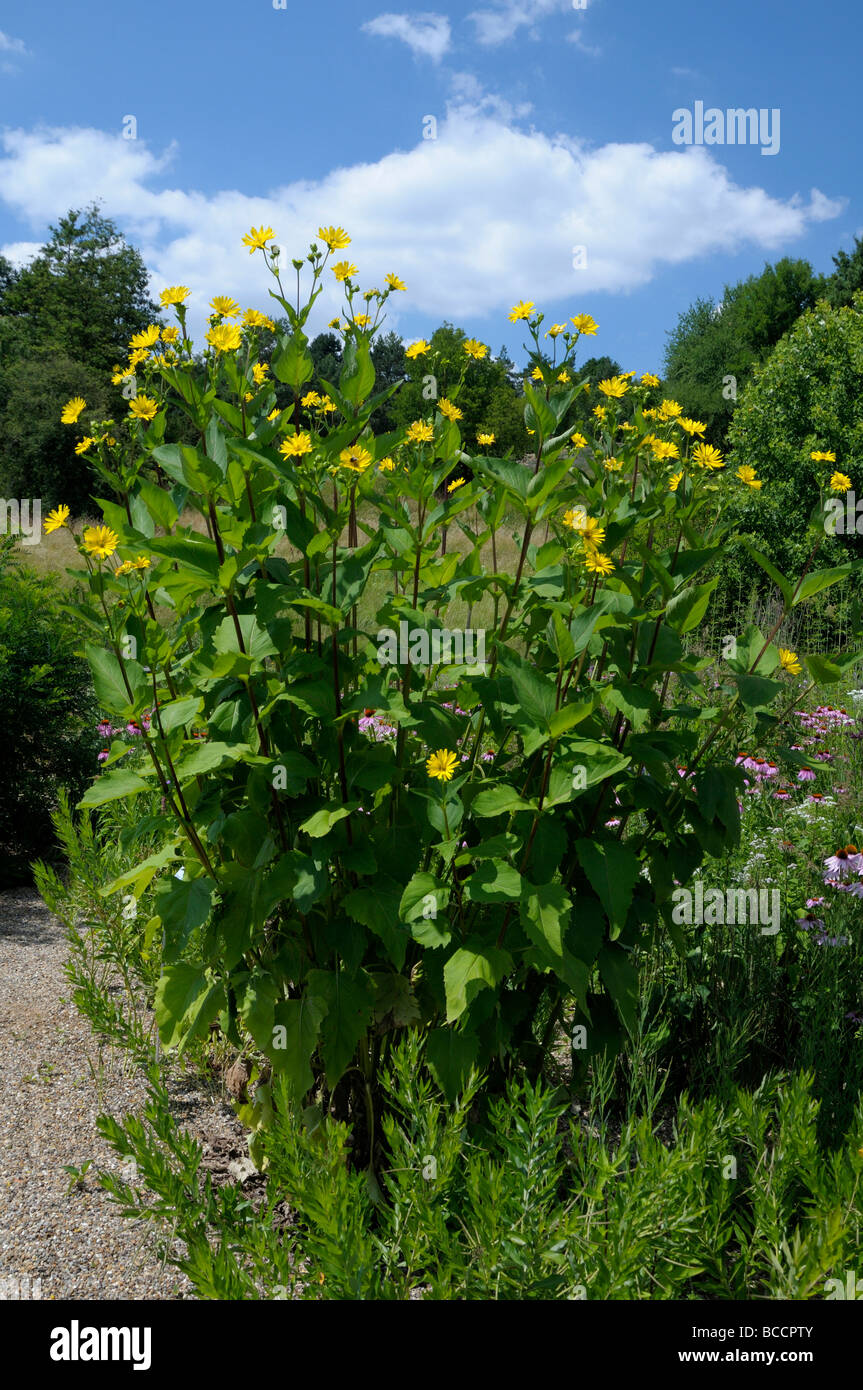 Cup plant silphium perfoliatum hi-res stock photography and images - Alamy