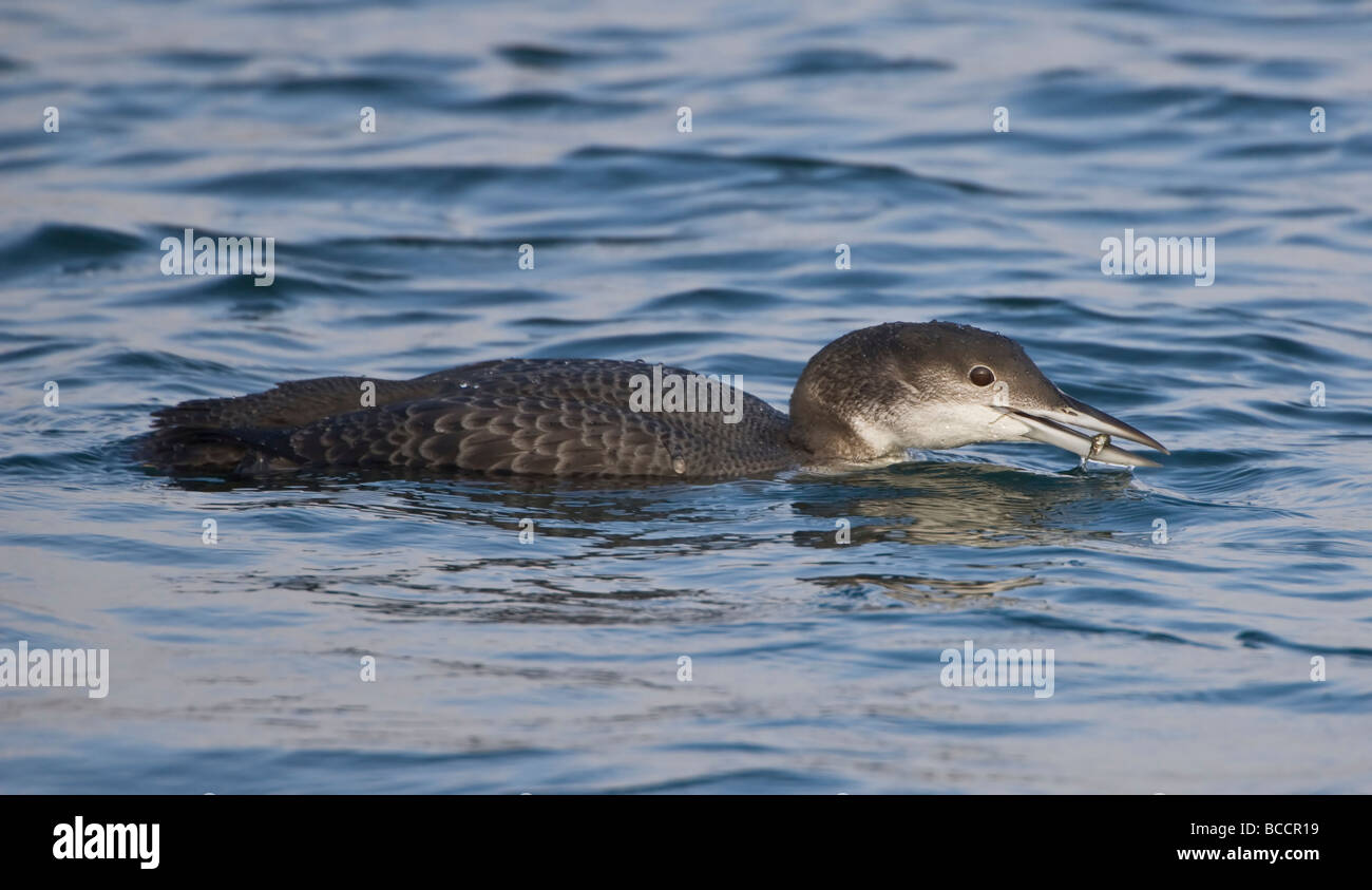Juvenile winter Great Northern Diver also called Great Northern Loon ...