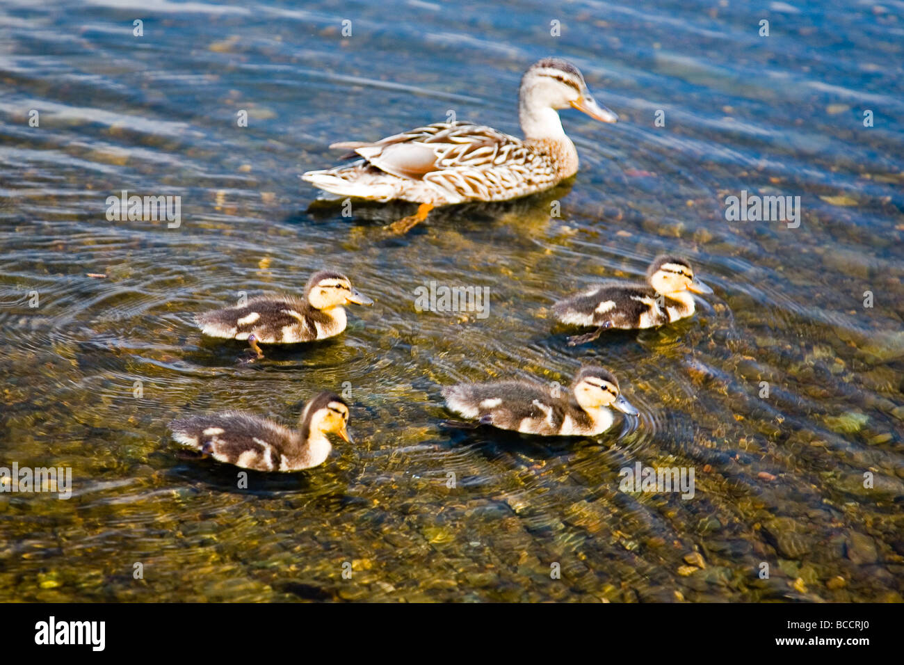 Mother Duck And Ducklings Photography