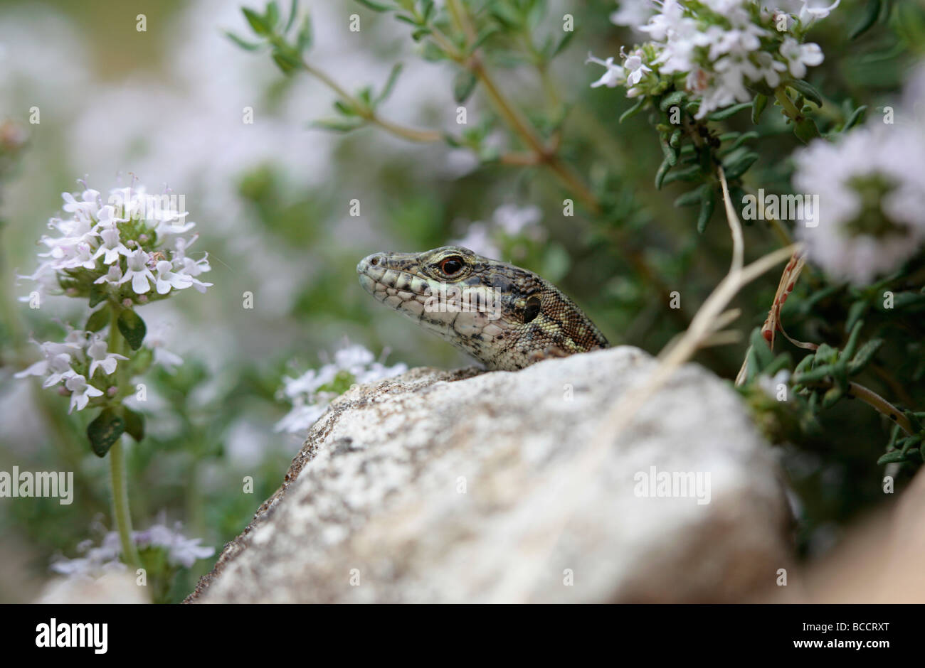 lizard peeping over a rock on a hot sunny day in France Stock Photo - Alamy