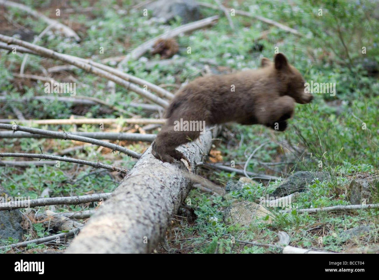 American black bear cub log hi-res stock photography and images - Alamy