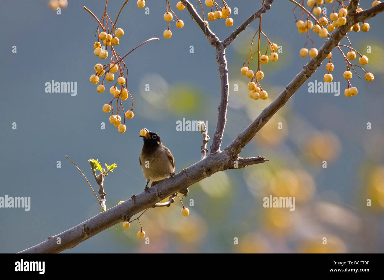 Spectacled Bulbul also called Yellow vented Bulbul Pycnonotus ...
