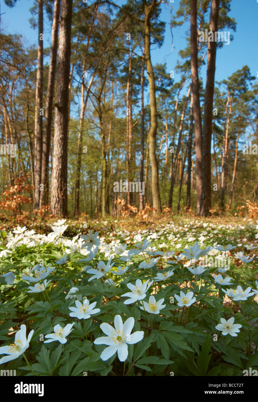 Spring in the forest Poland Stock Photo - Alamy