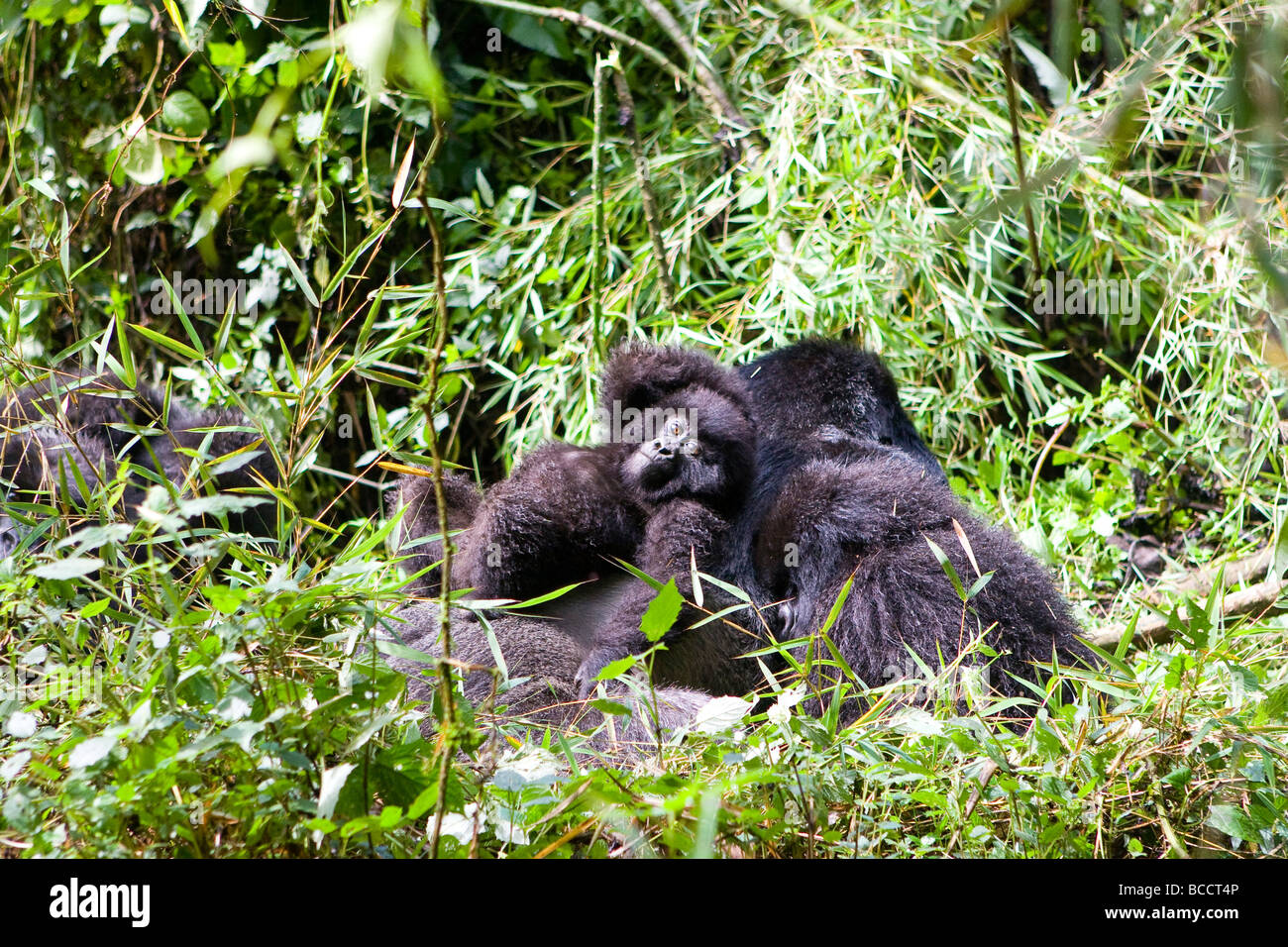 Mountain Gorillas, Virunga National Park, Rwanda Stock Photo - Alamy