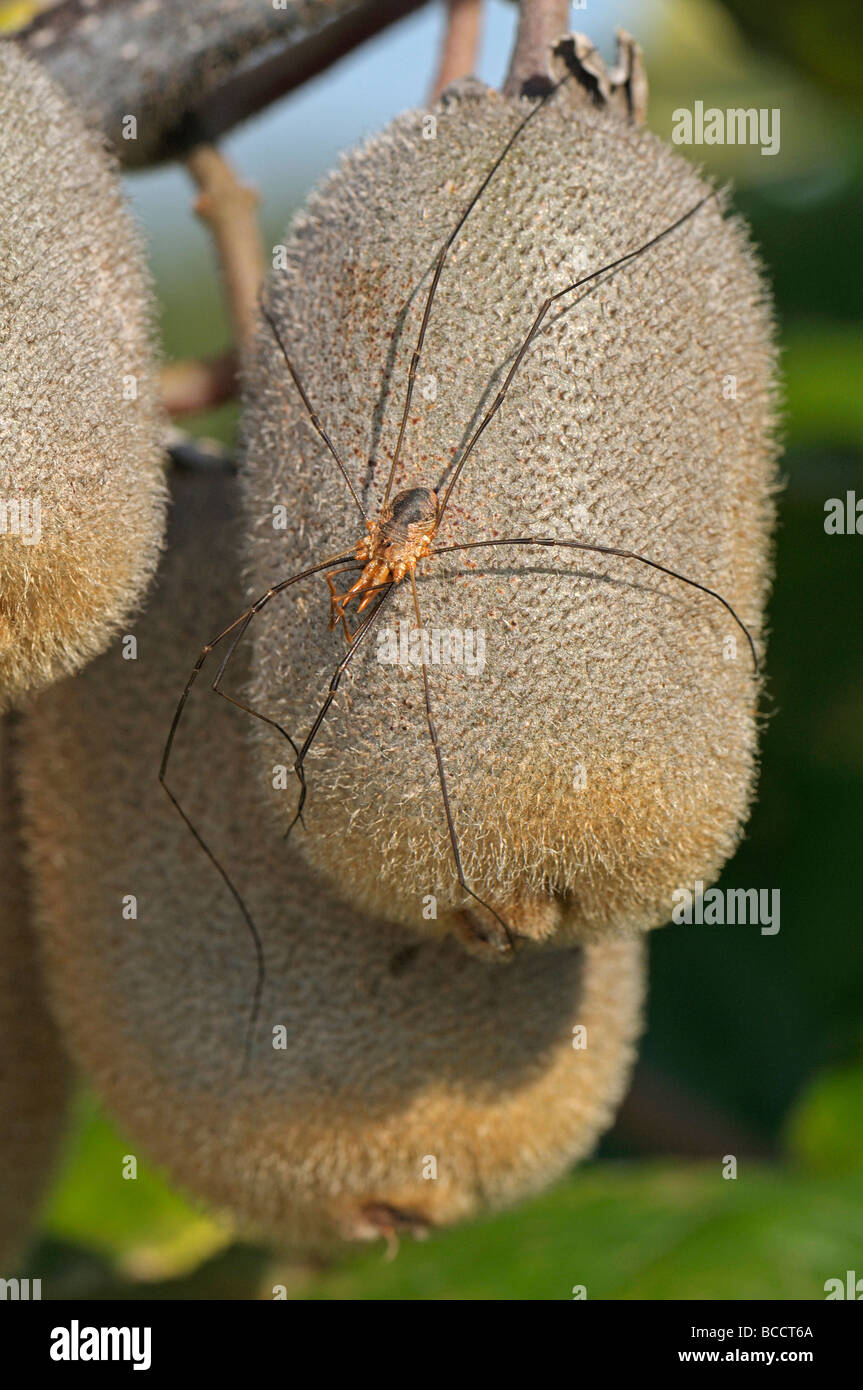 Opiliones hi-res stock photography and images - Alamy