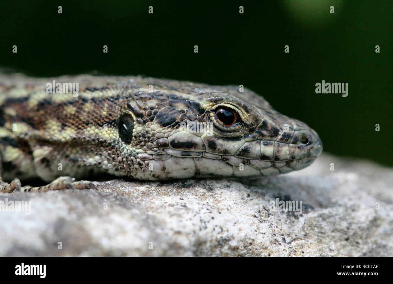 Basking in the macro hi-res stock photography and images - Alamy