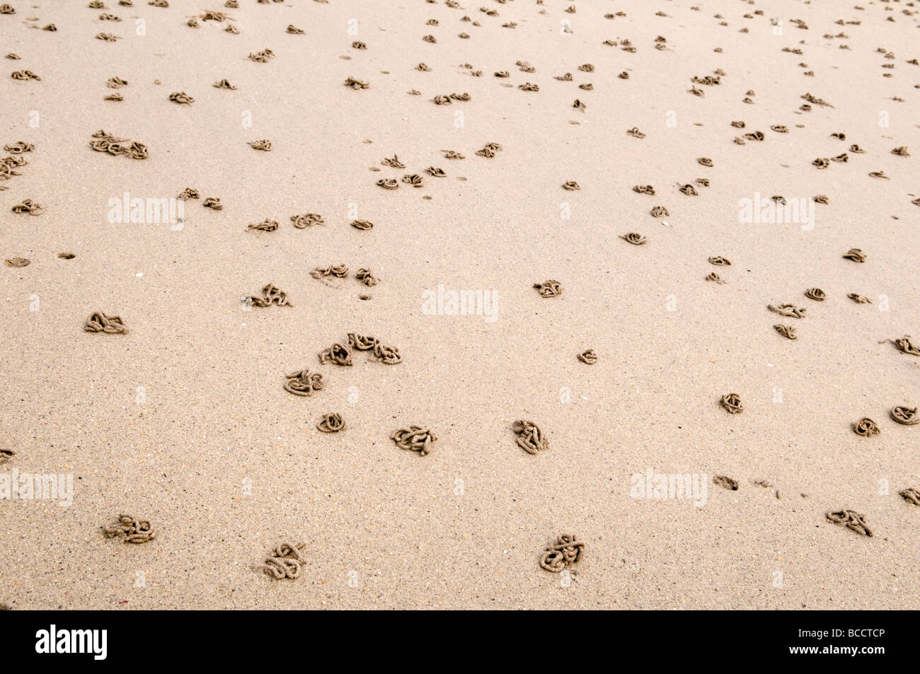 Sandy uk beach at Balnakeil Bay Scotland covered in lugworm sand casts ...