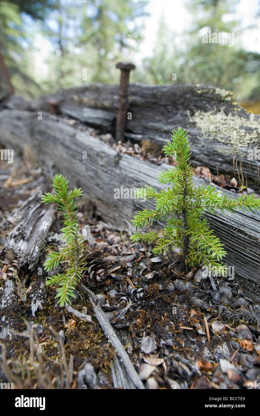 Old railroad era relics in Wrangell Saint Elias National Park Stock ...