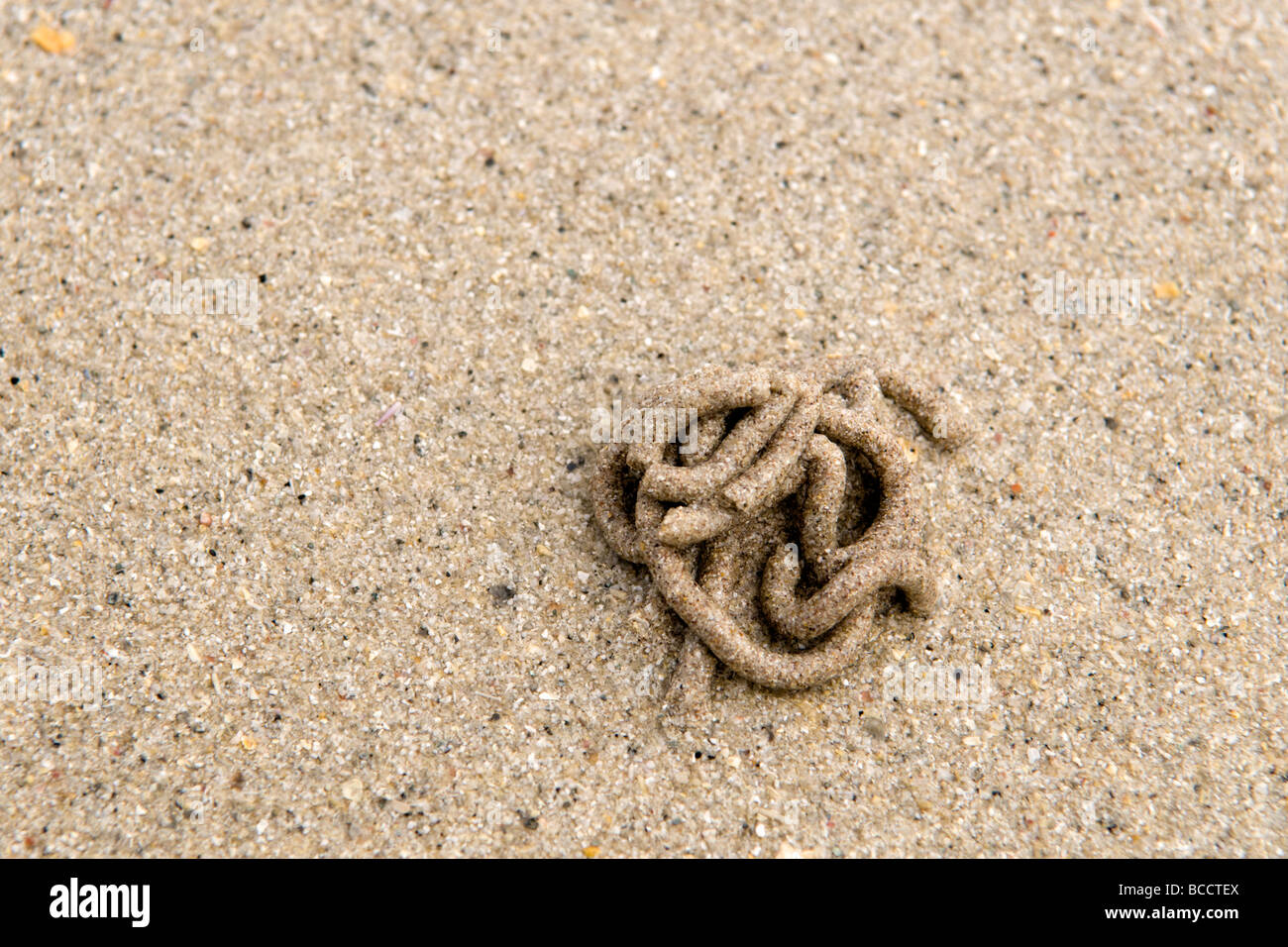 Worm cast beach hi-res stock photography and images - Alamy