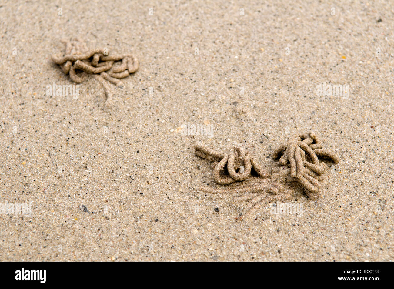 Close up of three lugworm sand casts taken in Spring time on sandy ...