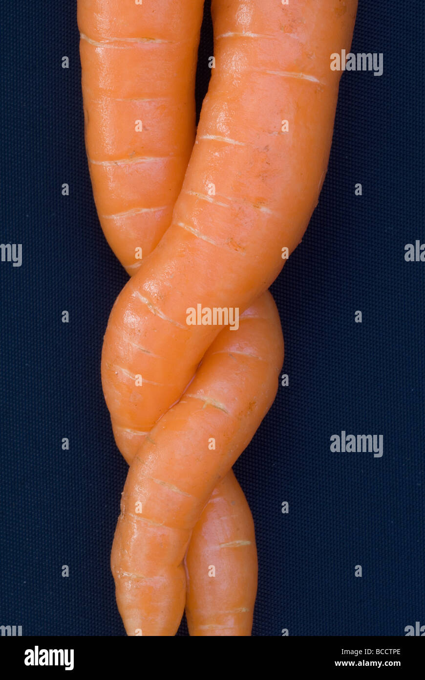 Twisted organic carrots from a summer garden Stock Photo - Alamy