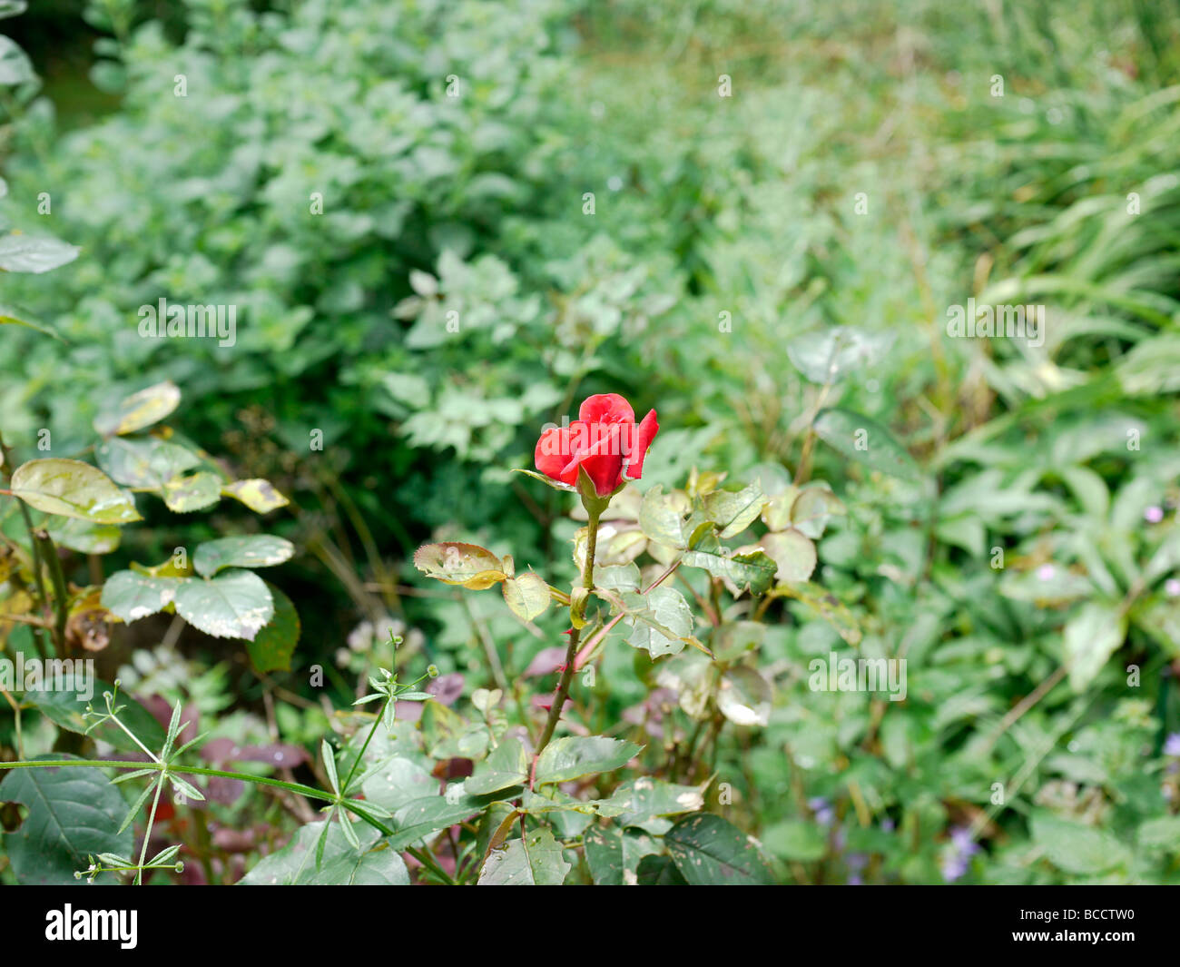 red roses growing wild Stock Photo - Alamy
