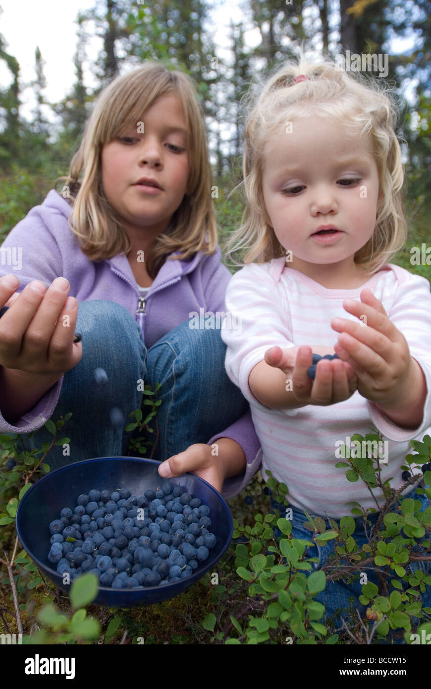 Girls picking blueberries at Grizzly Bear Campground Stock Photo - Alamy