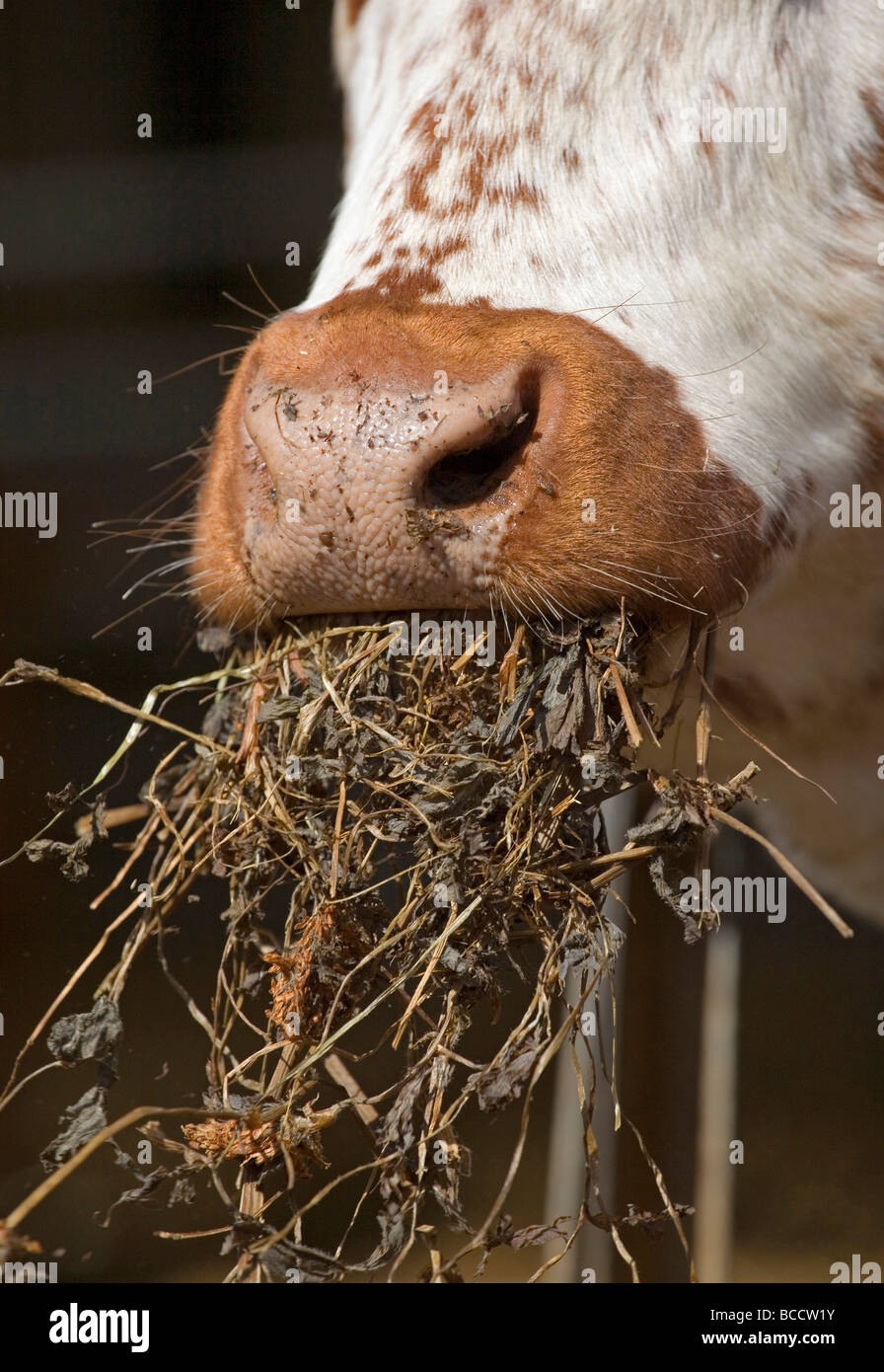 South Devon White Park Cross cattle Stock Photo - Alamy