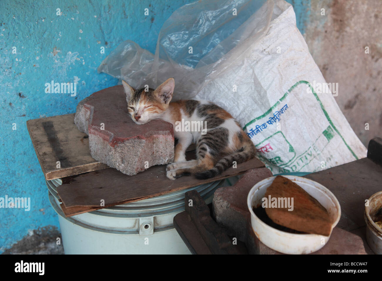 Stray kitten sleeping, Mumbai, India Stock Photo - Alamy