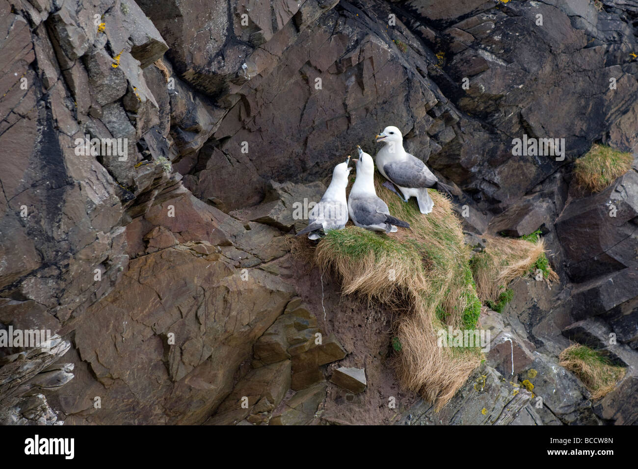 Juveniles and parent Common gulls, more commonly called seagulls ...